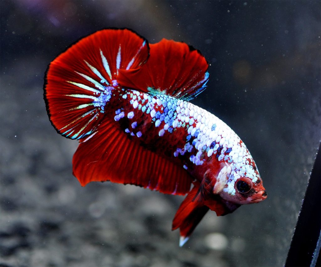 Betta Basics - Teraa