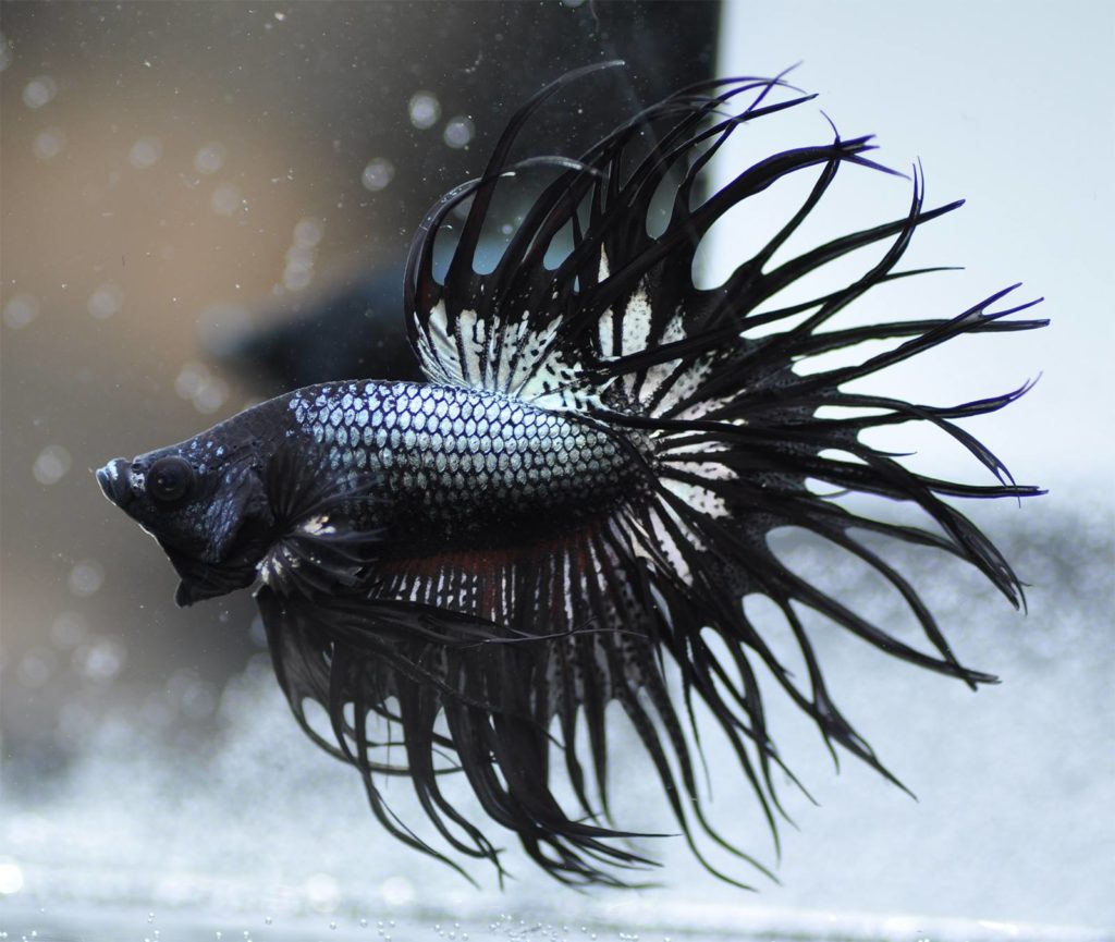 Betta Basics – Teraa